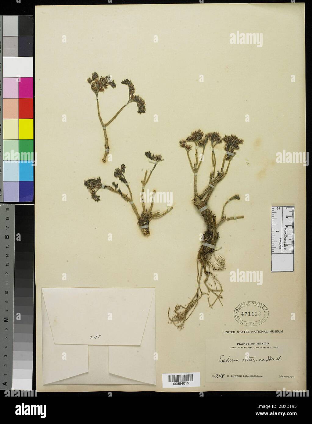 Sedum retusum Hemsl Sedum retusum Hemsl Stock Photo - Alamy