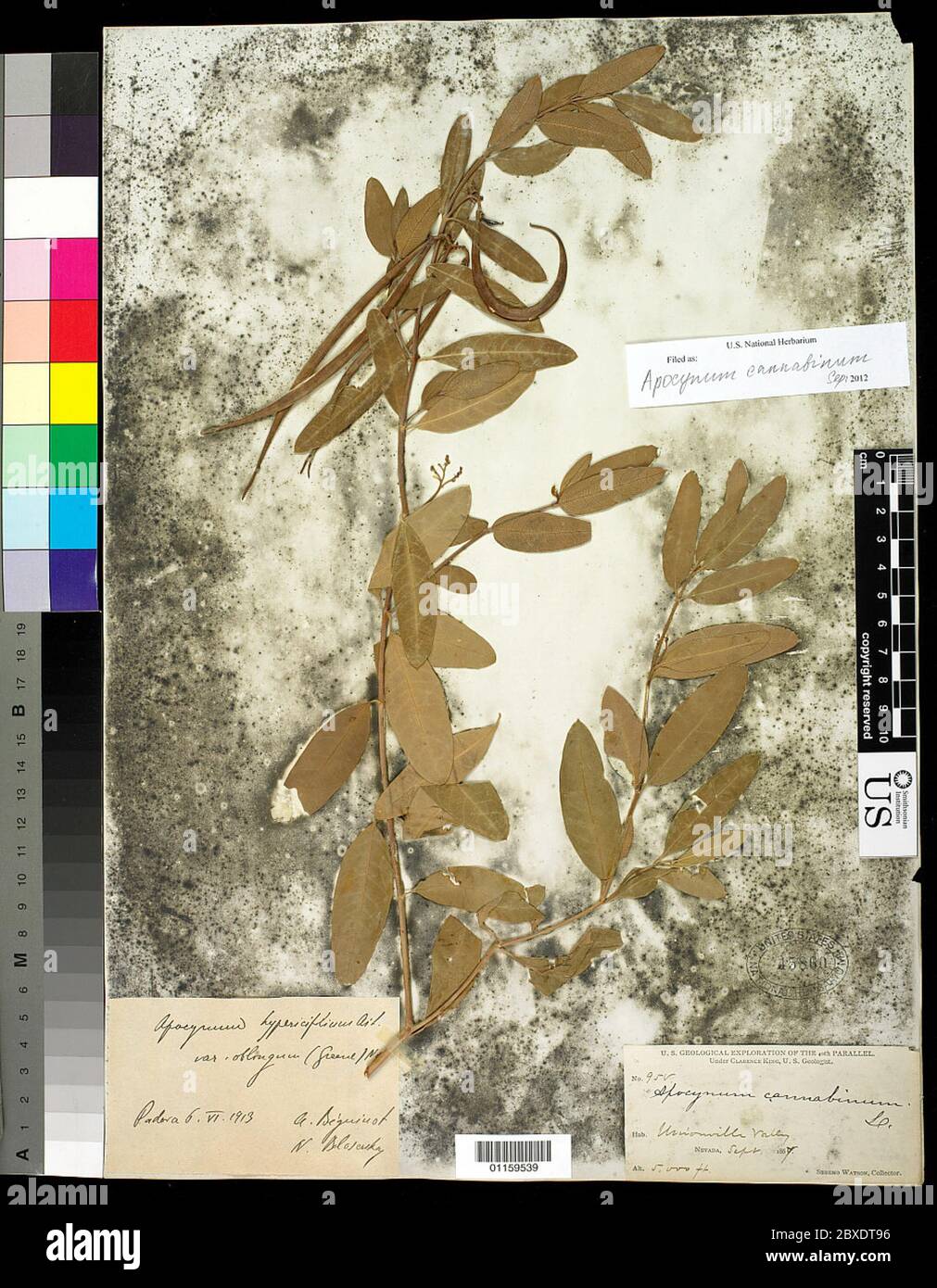 Apocynum l hi-res stock photography and images - Alamy