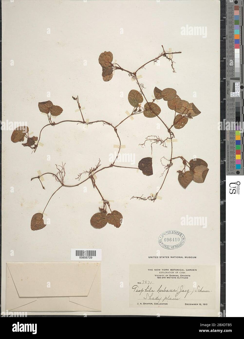 Geophila repens hi-res stock photography and images - Alamy