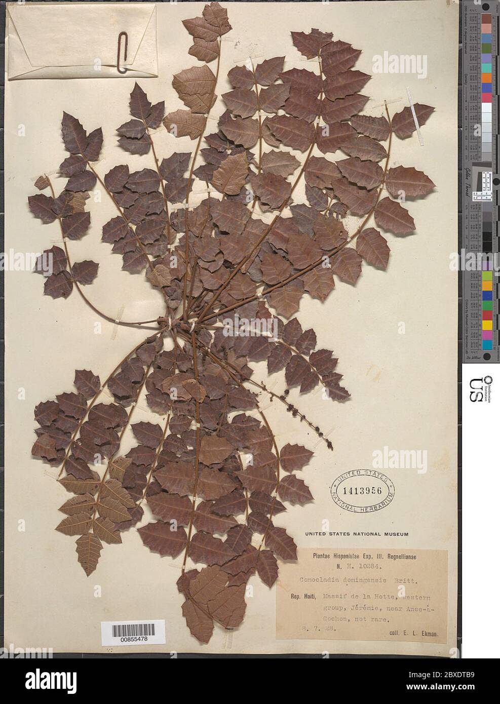 Comocladia domingensis Britton Comocladia domingensis Britton Stock ...