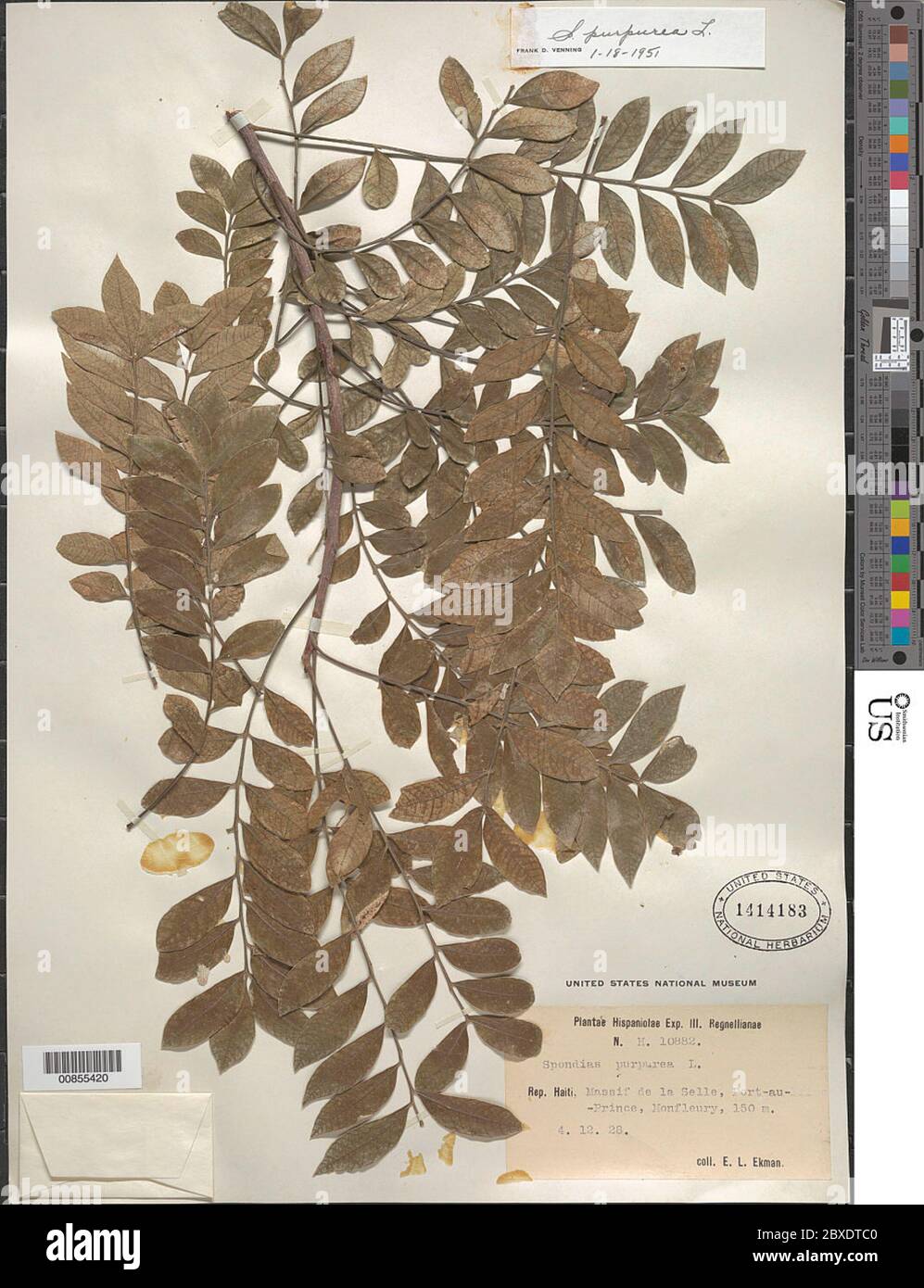 Spondias purpurea L Spondias purpurea L Stock Photo - Alamy