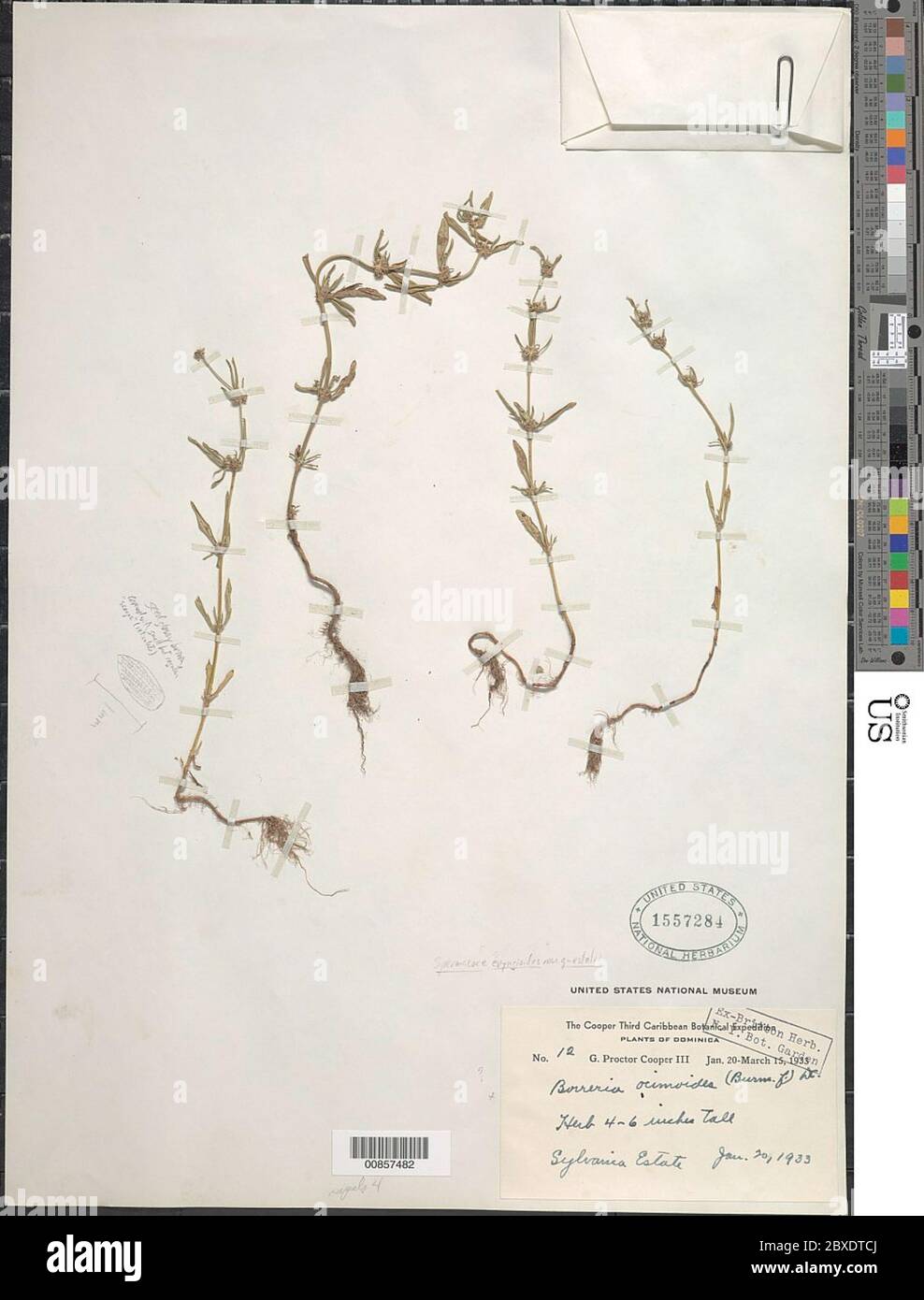 Spermacoce eryngioides Cham Schltdl Kuntze Spermacoce eryngioides Cham ...