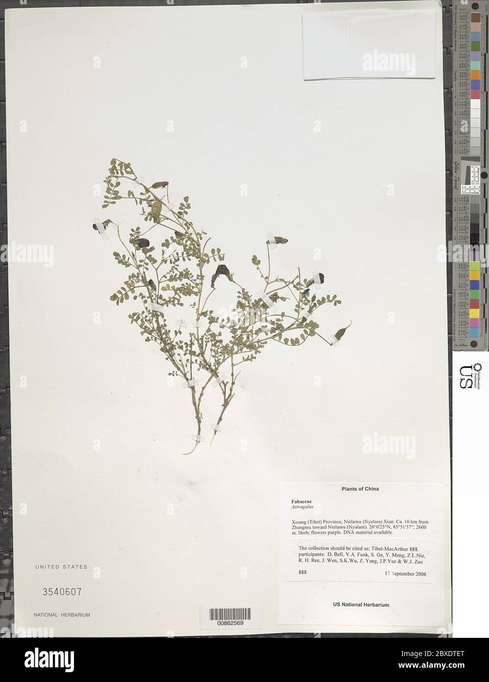 Astragalus sp Astragalus sp Stock Photo - Alamy