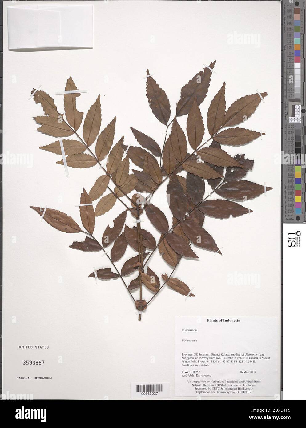 Weinmannia sp Weinmannia sp Stock Photo - Alamy