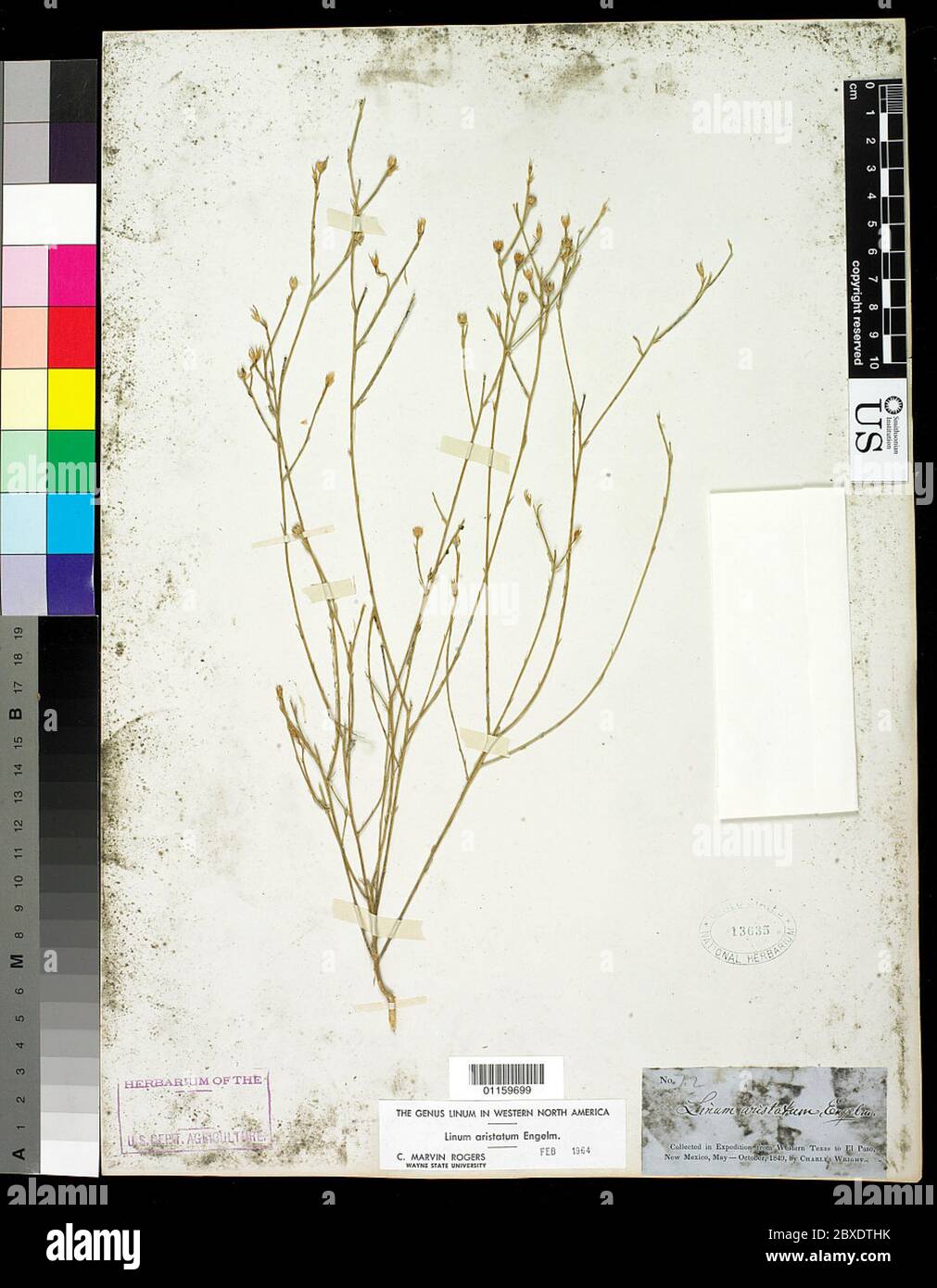 Aristatum hi-res stock photography and images - Alamy