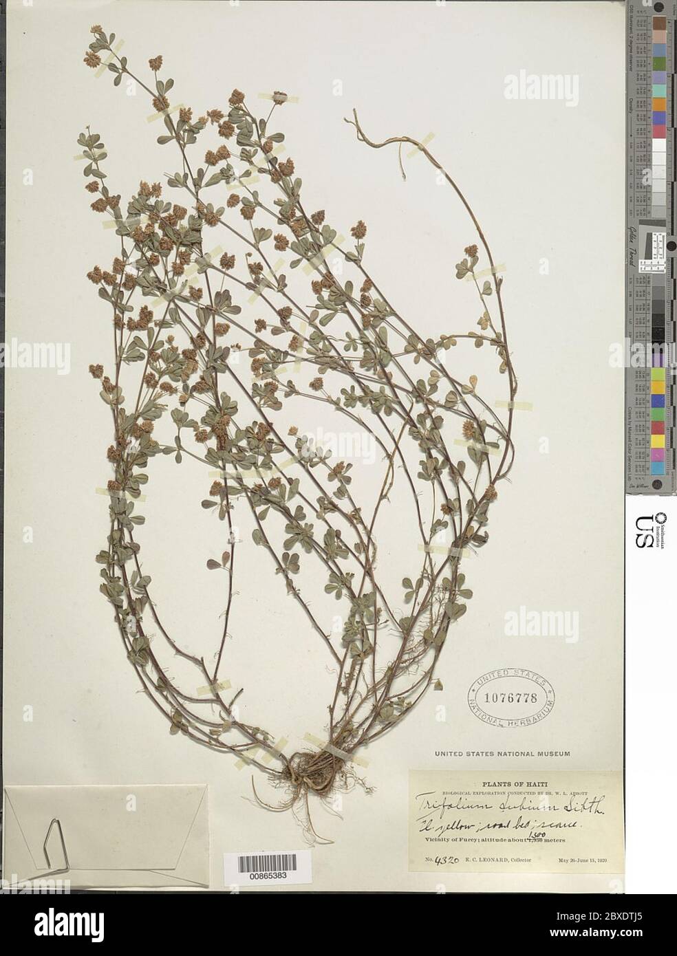 Trifolium dubium Sibth Trifolium dubium Sibth Stock Photo - Alamy