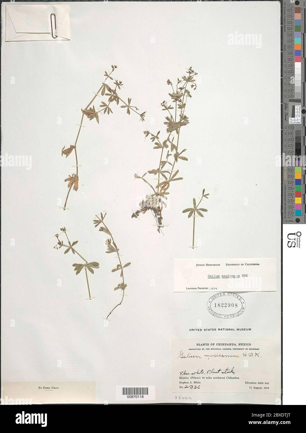Galium mexicanum Kunth Galium mexicanum Kunth Stock Photo - Alamy