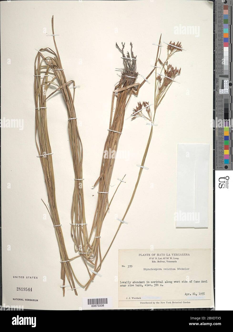 Rhynchospora velutina Kunth Boeckeler Rhynchospora velutina Kunth ...