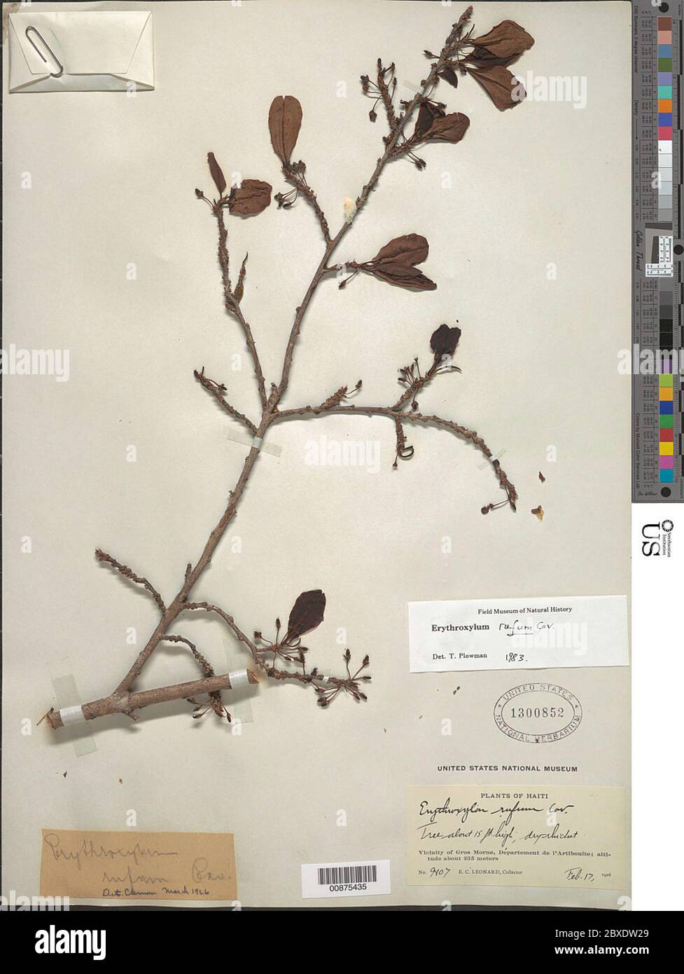 Erythroxylum rufum Cav Erythroxylum rufum Cav Stock Photo - Alamy