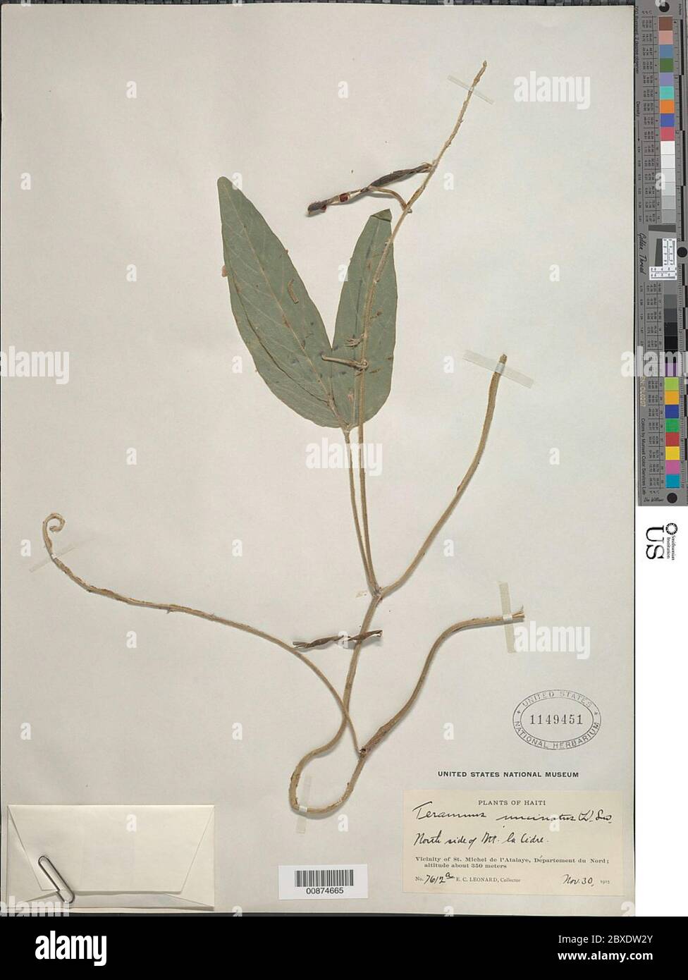 Teramnus uncinatus hi-res stock photography and images - Alamy