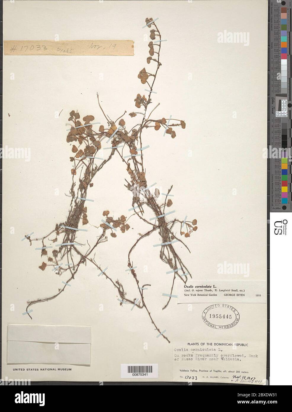 Oxalis corniculata L Oxalis corniculata L Stock Photo - Alamy