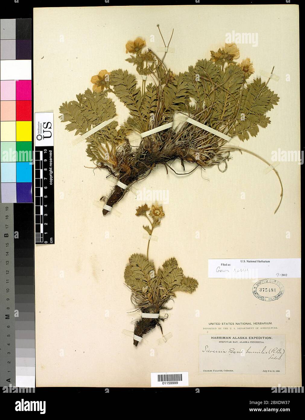 Geum rossii hi-res stock photography and images - Alamy