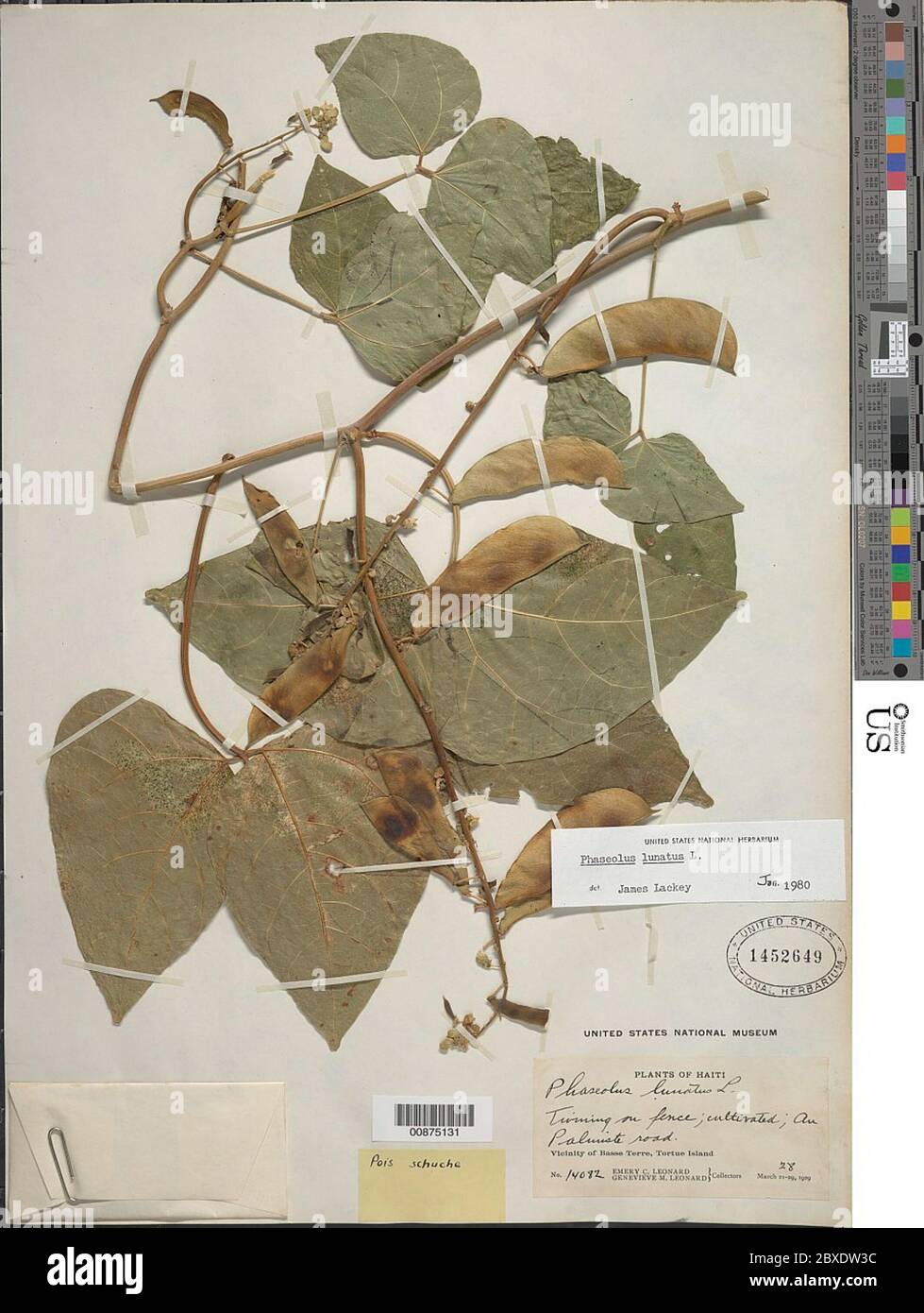 L lunatus hi-res stock photography and images - Alamy