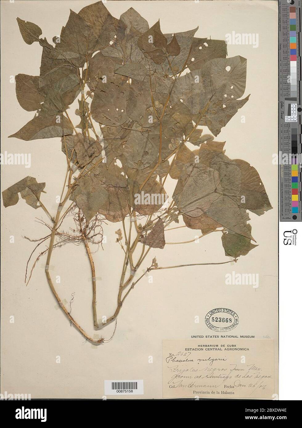 Phaseolus vulgaris L Phaseolus vulgaris L Stock Photo - Alamy