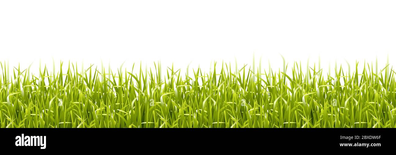 Grass Border Transparent background, Vector Illustration Stock Vector ...