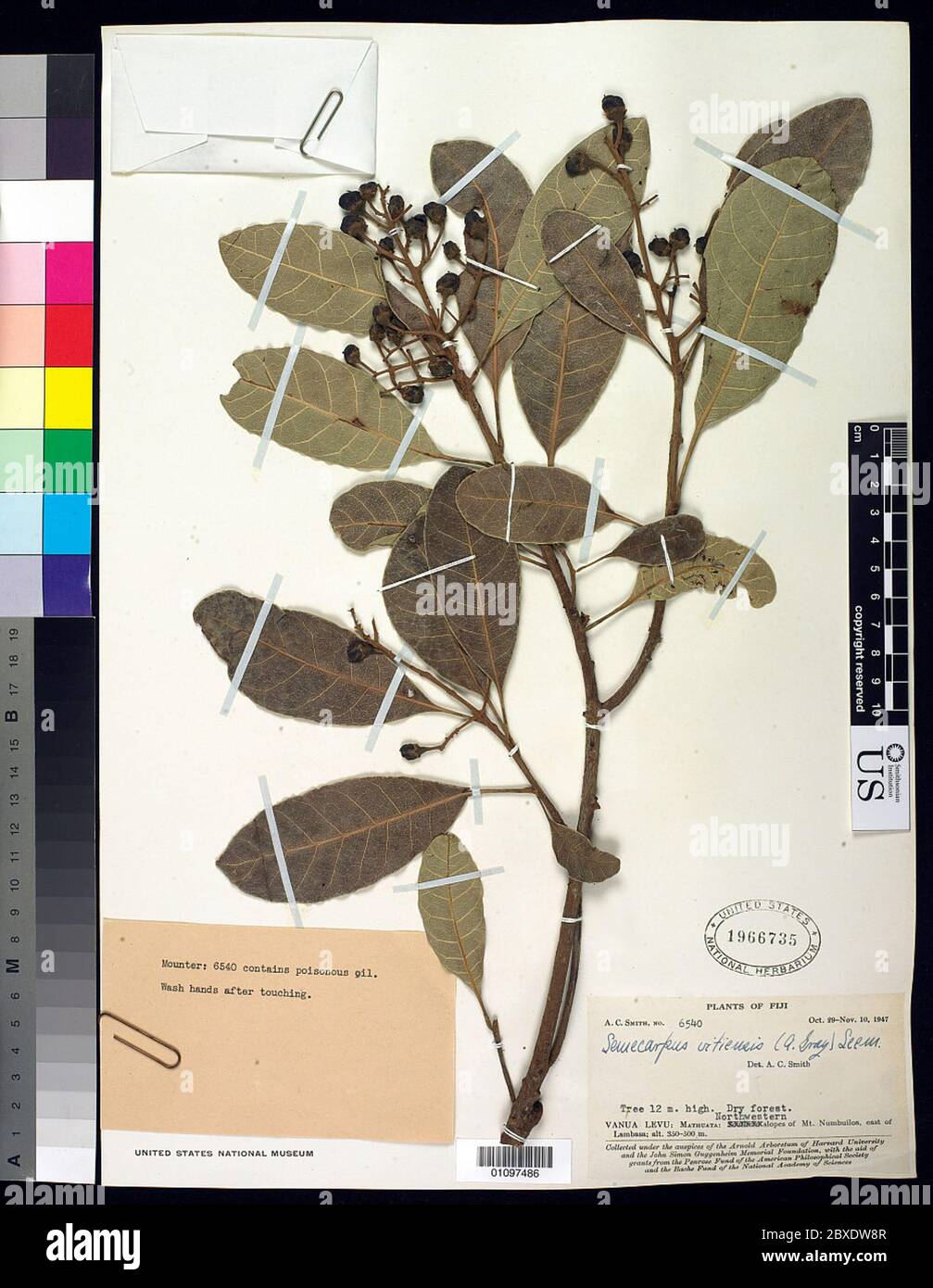 Semecarpus vitiensis Semecarpus vitiensis Stock Photo - Alamy