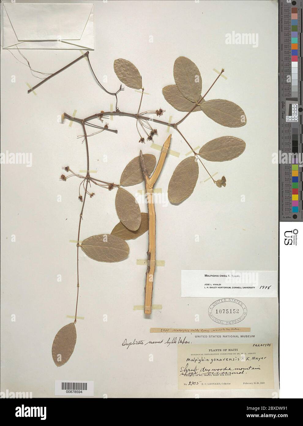 Cnide hi-res stock photography and images - Alamy