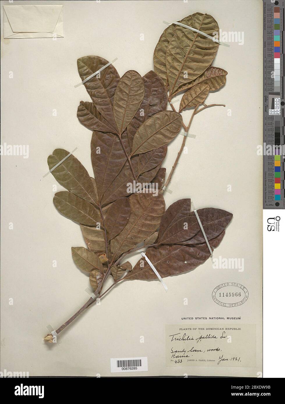 Trichilia species hi-res stock photography and images - Alamy
