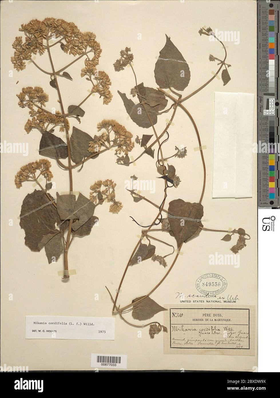 Mikania cordifolia hi-res stock photography and images - Alamy