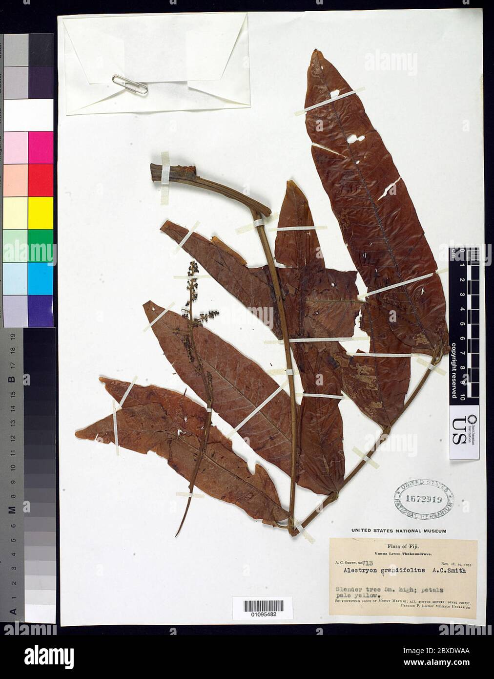 Alectryon grandifolius AC Sm Alectryon grandifolius AC Sm Stock Photo ...