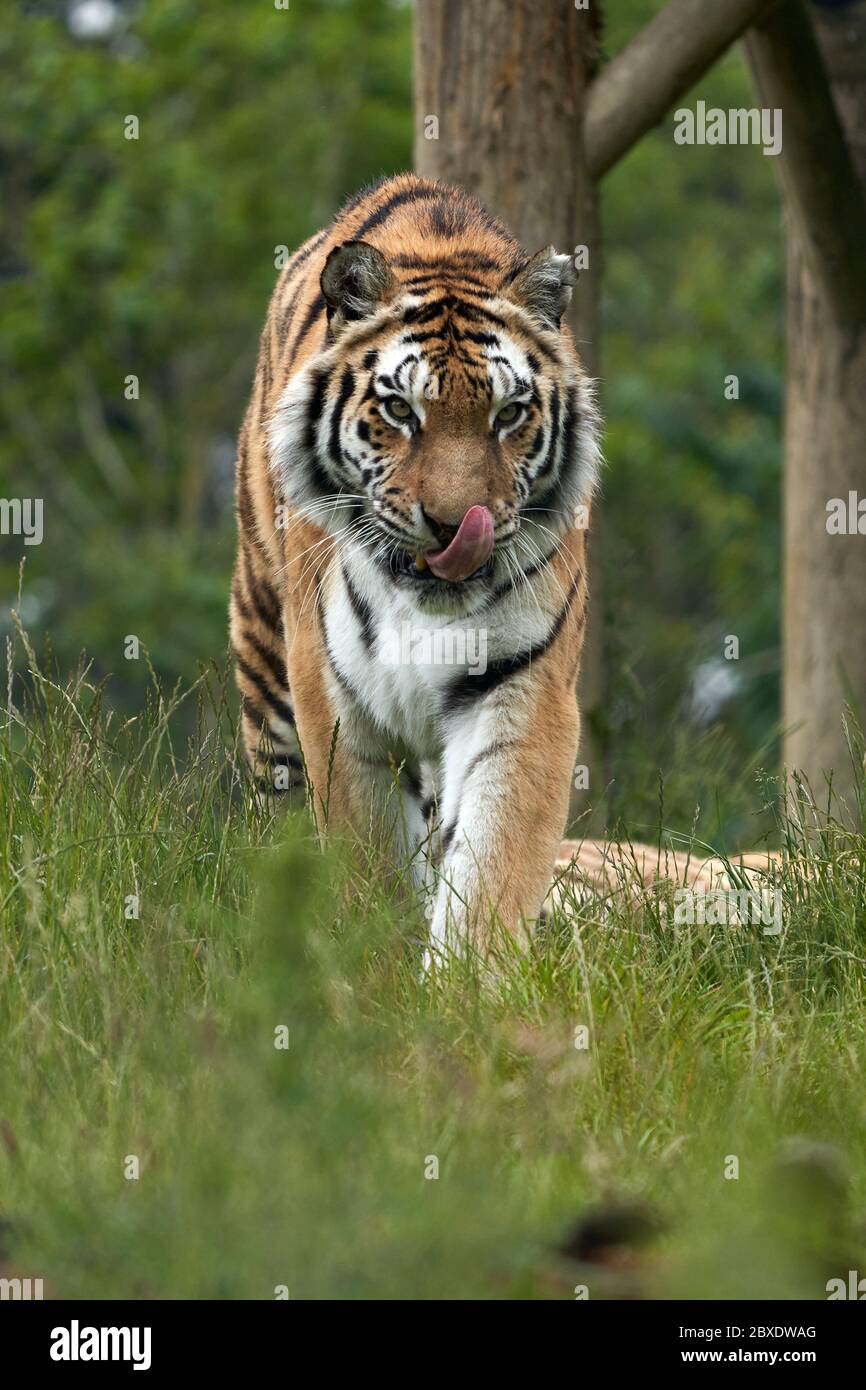 Bell, Germany. 04th June, 2020. A Siberian tiger is standing in his ...