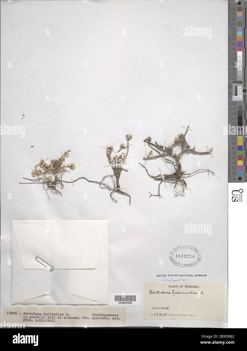 Portulaca halimoides L Portulaca halimoides L Stock Photo - Alamy