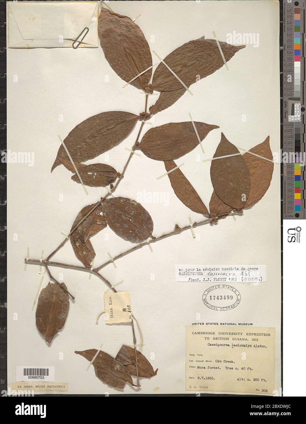Cassipourea lasiocalyx Cassipourea lasiocalyx Stock Photo - Alamy