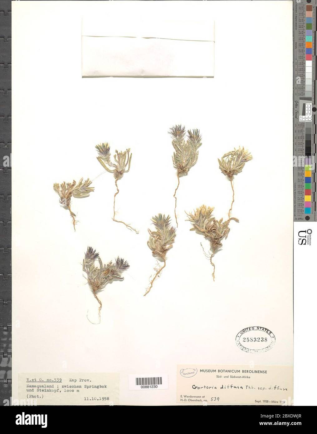 Gorteria diffusa Thunb Gorteria diffusa Thunb Stock Photo - Alamy