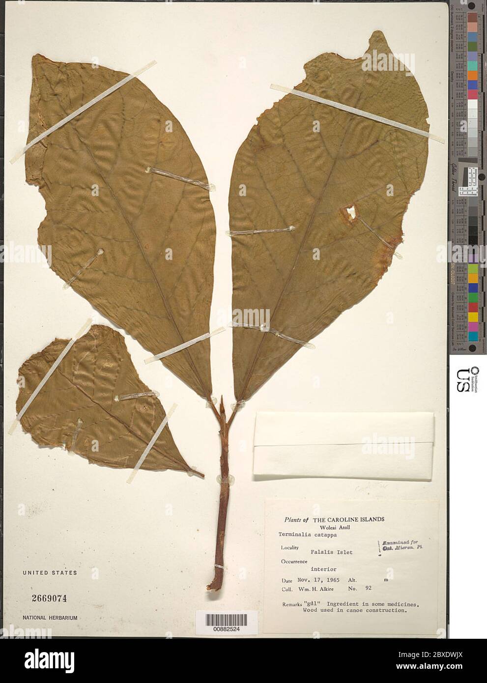 Terminalia catappa L Terminalia catappa L Stock Photo - Alamy