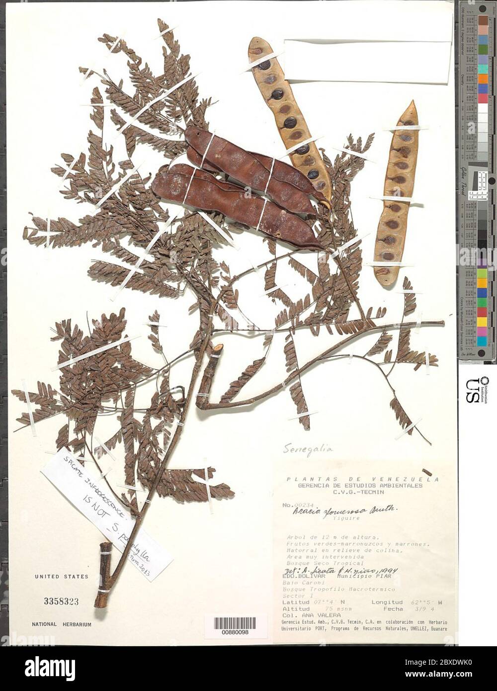 Senegalia genus hi-res stock photography and images - Alamy