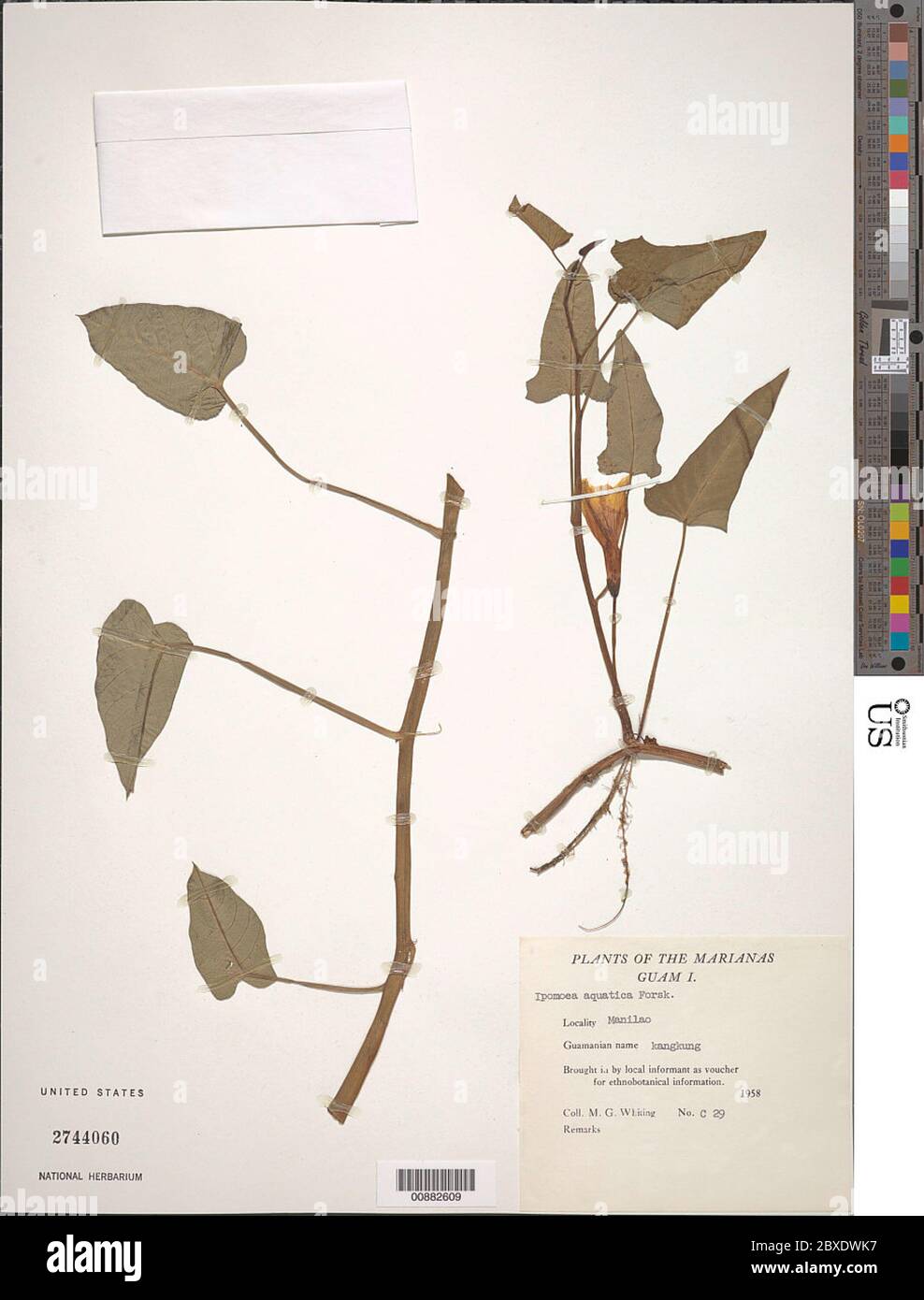 Ipomoea aquatica Forssk Ipomoea aquatica Forssk Stock Photo - Alamy