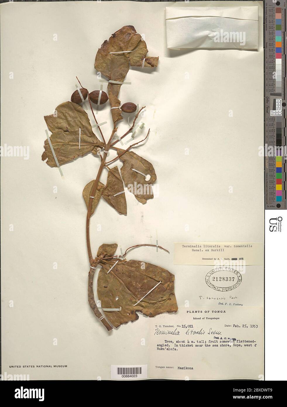 Terminalia litoralis hi-res stock photography and images - Alamy