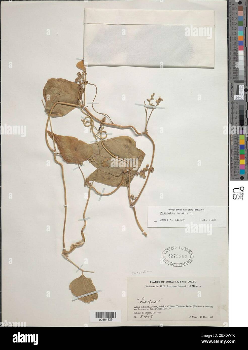 L lunatus hi-res stock photography and images - Alamy