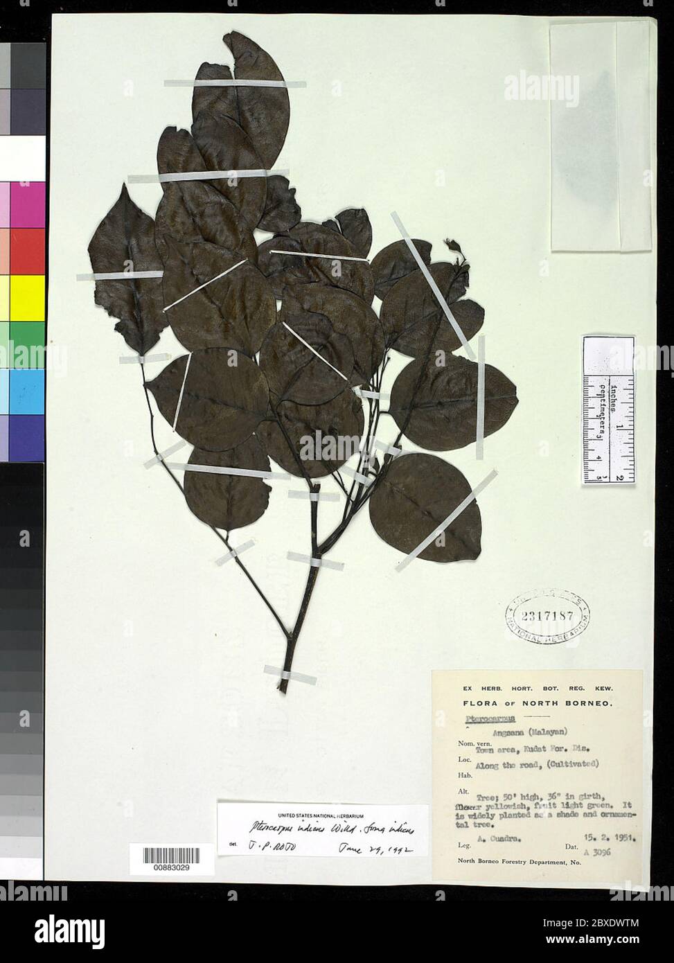 Pterocarpus indicus hi-res stock photography and images - Alamy