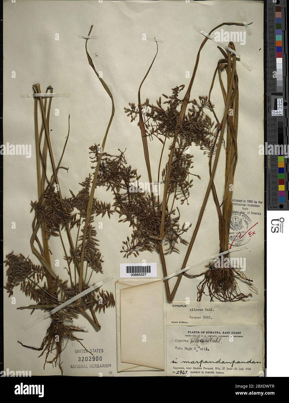 Cyperus pilosus Vahl Cyperus pilosus Vahl Stock Photo - Alamy