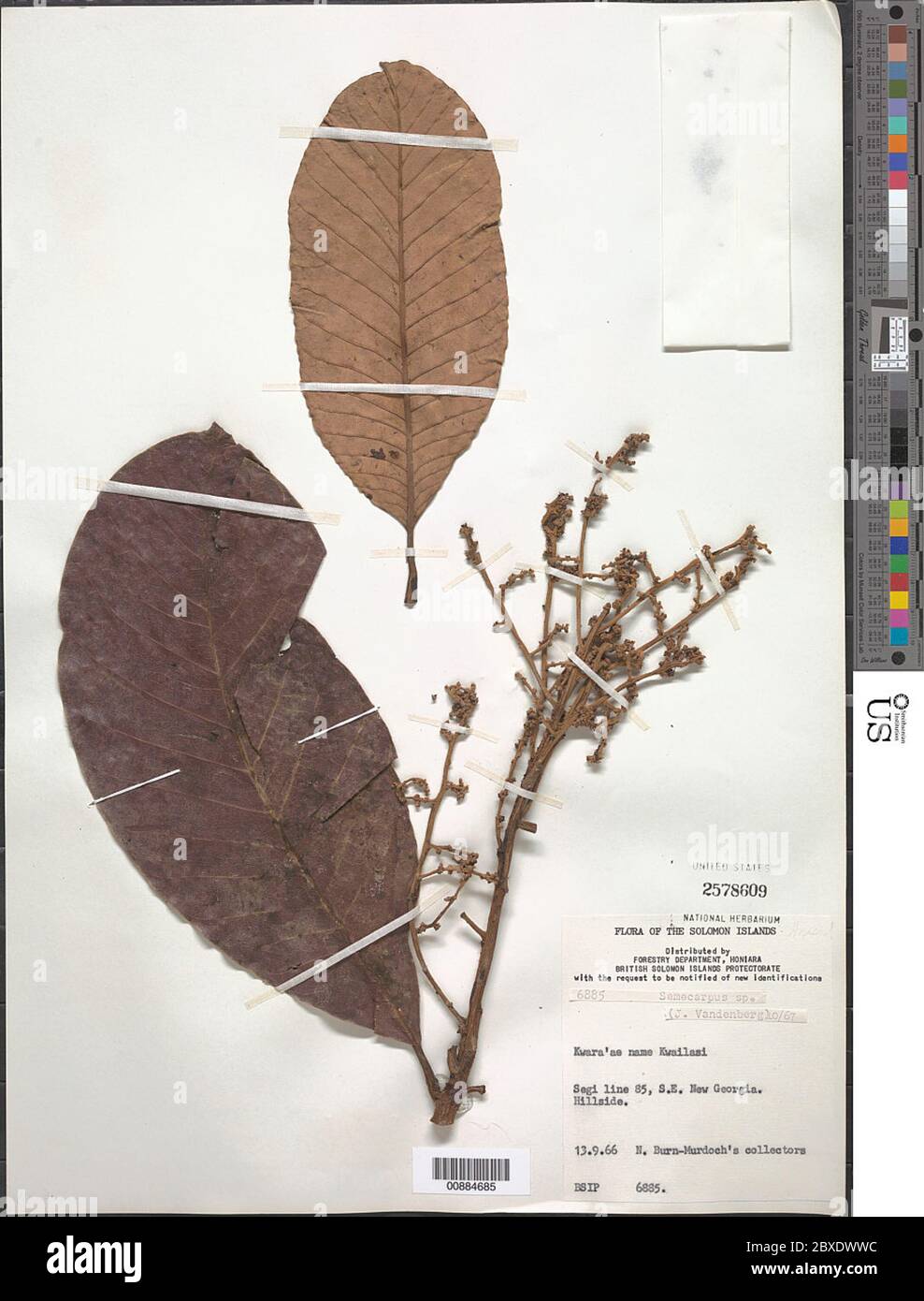 Semecarpus sp Semecarpus sp Stock Photo - Alamy