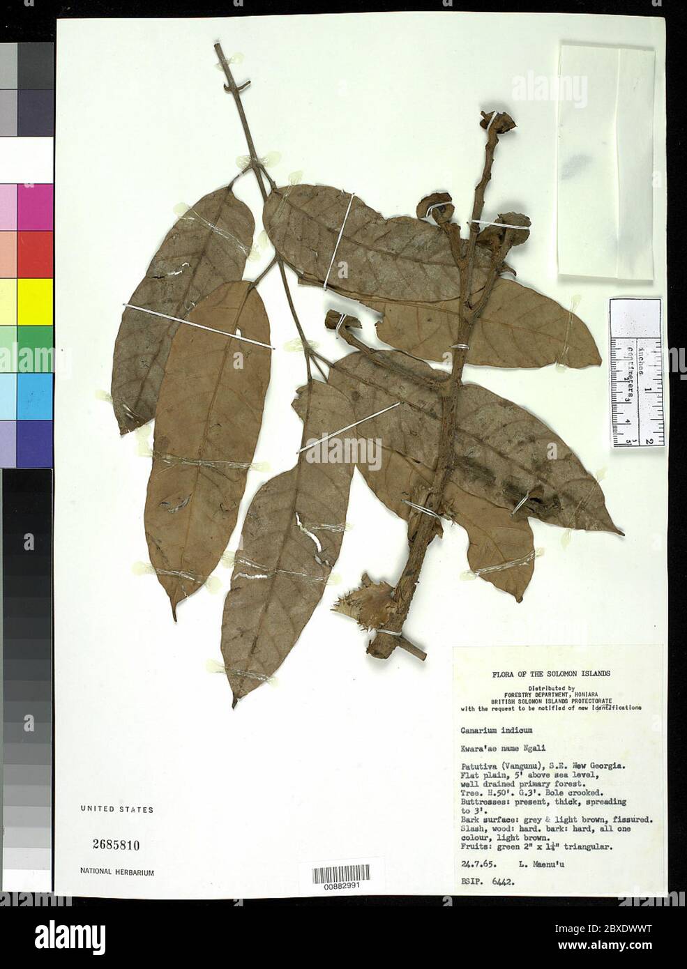 Canarium nuts hi-res stock photography and images - Alamy