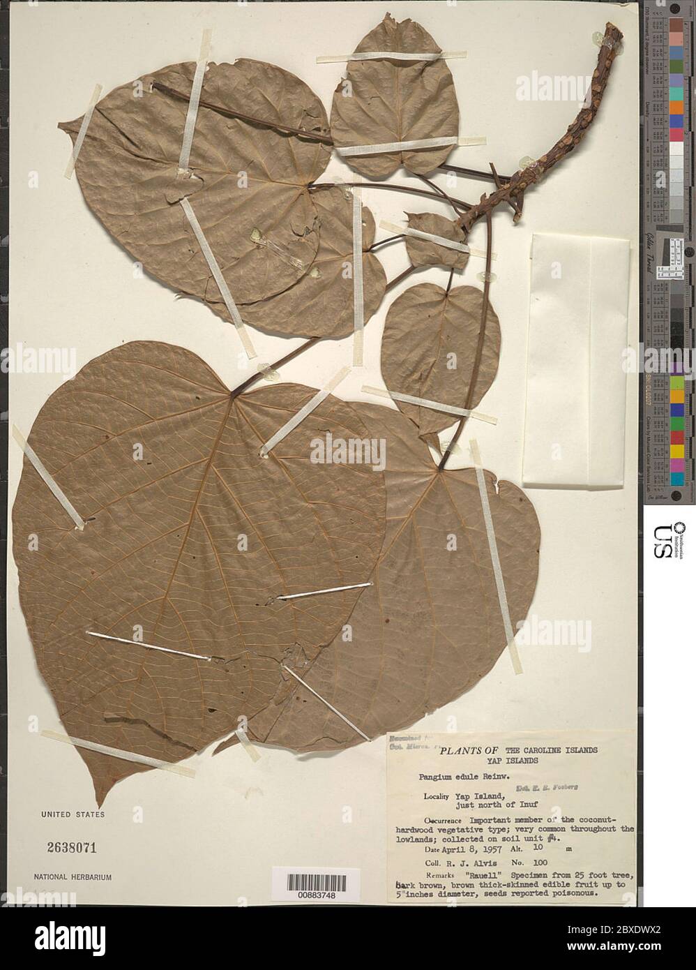 Pangium hi-res stock photography and images - Alamy