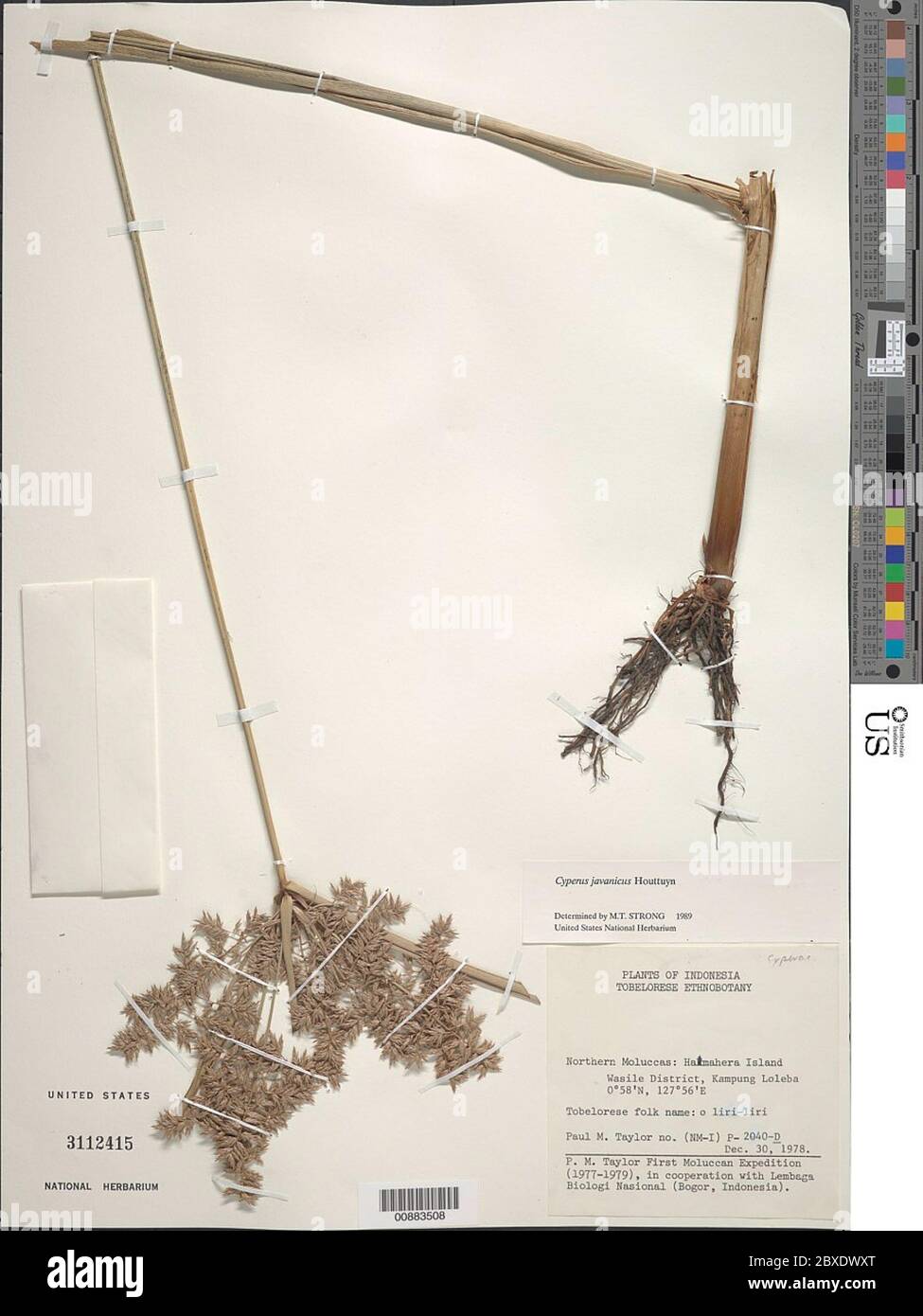 Cyperus javanicus Houtt Cyperus javanicus Houtt Stock Photo - Alamy