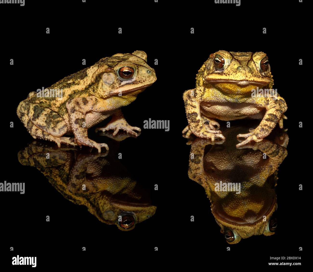 Gulf coast toads hi-res stock photography and images - Alamy