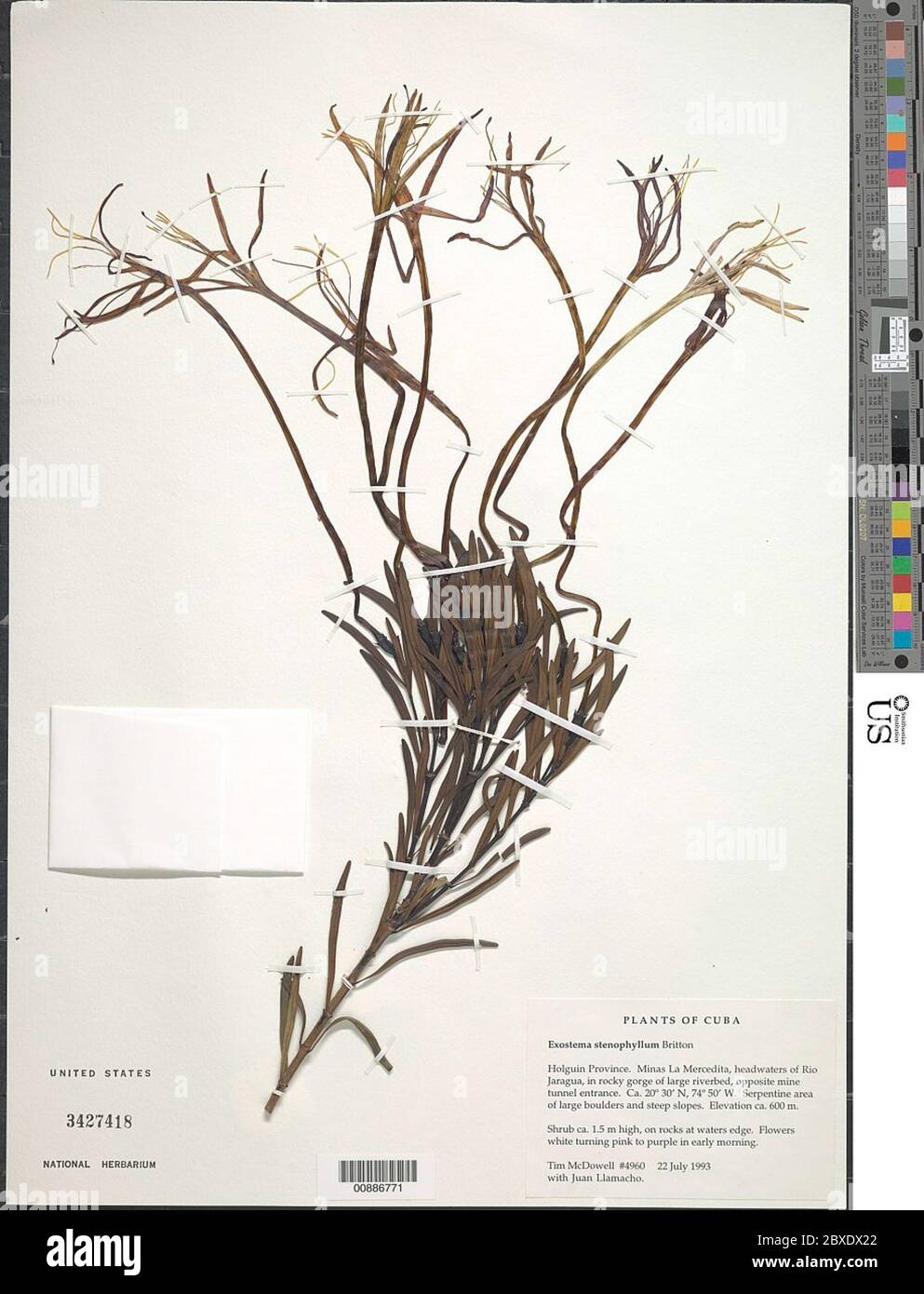 Exostema stenophyllum Britton Exostema stenophyllum Britton Stock Photo ...