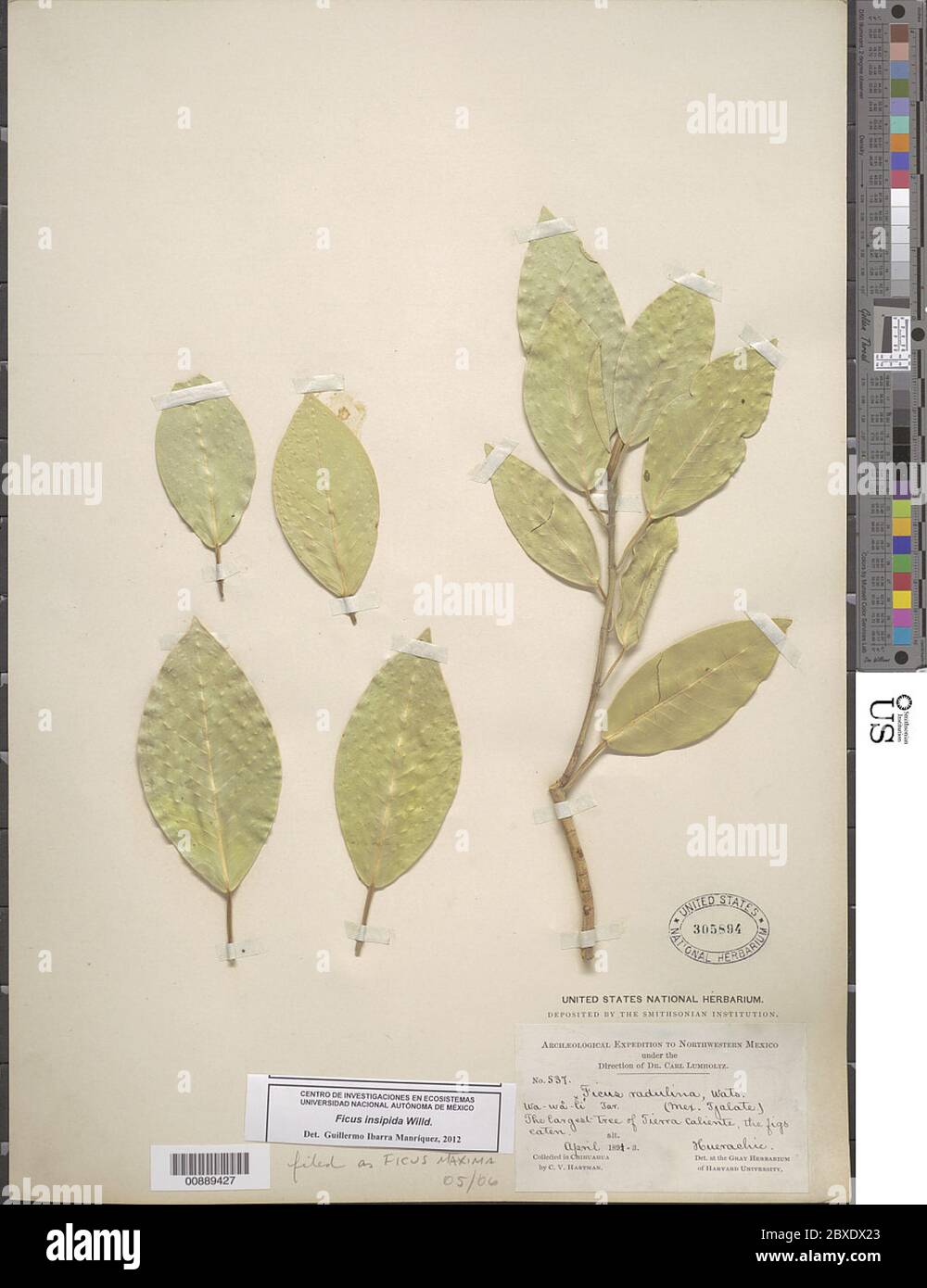 Ficus pertusa L f Ficus pertusa L f Stock Photo - Alamy