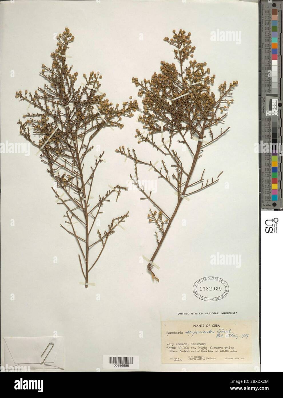 Baccharis scoparioides Griseb Baccharis scoparioides Griseb Stock Photo ...