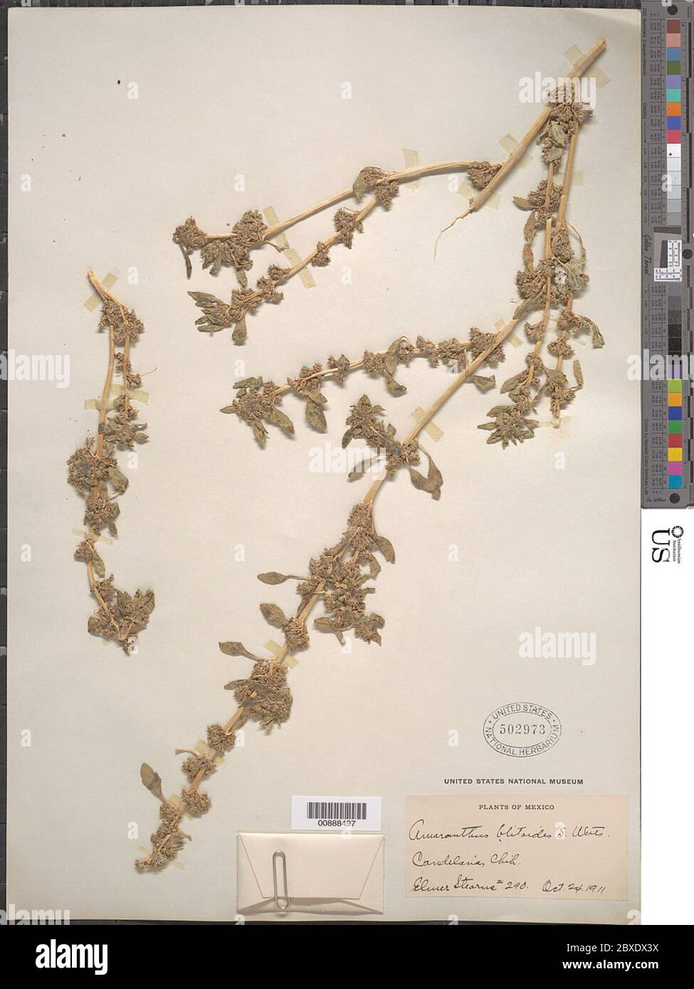 Amaranthus blitoides S Watson Amaranthus blitoides S Watson Stock Photo ...