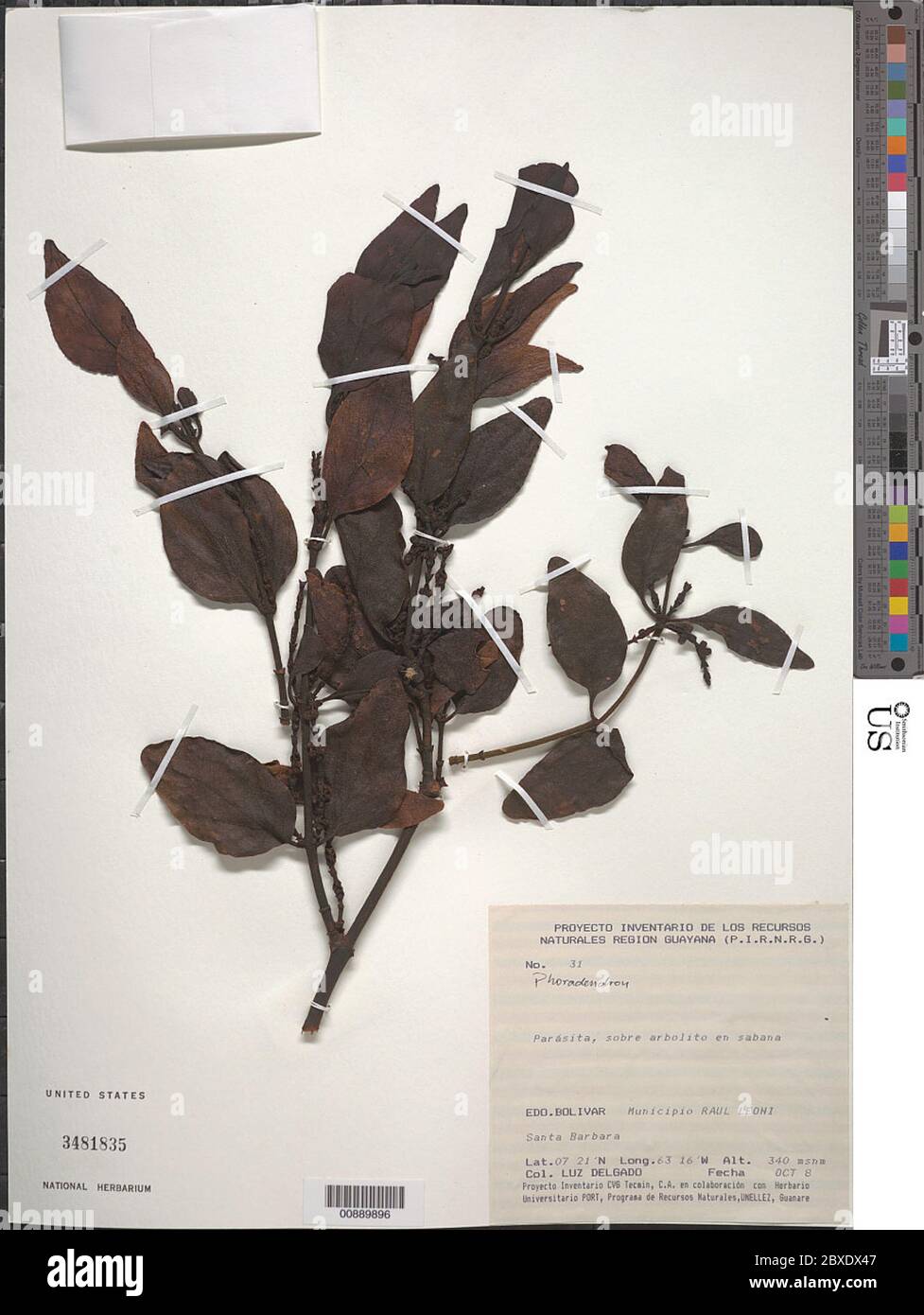 Phoradendron sp Phoradendron sp Stock Photo - Alamy