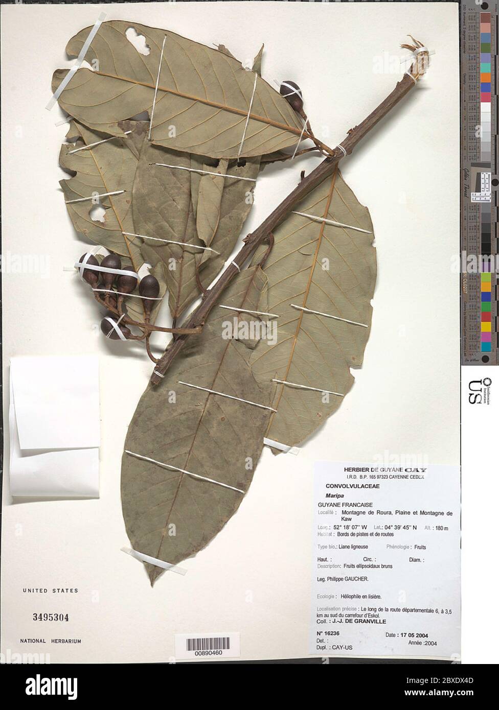 Maripa hi-res stock photography and images - Alamy