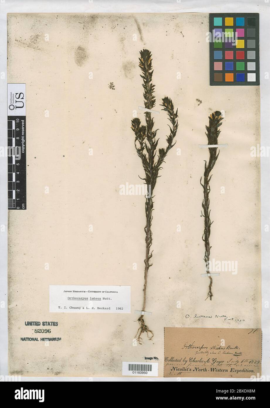 Orthocarpus luteus hi-res stock photography and images - Alamy