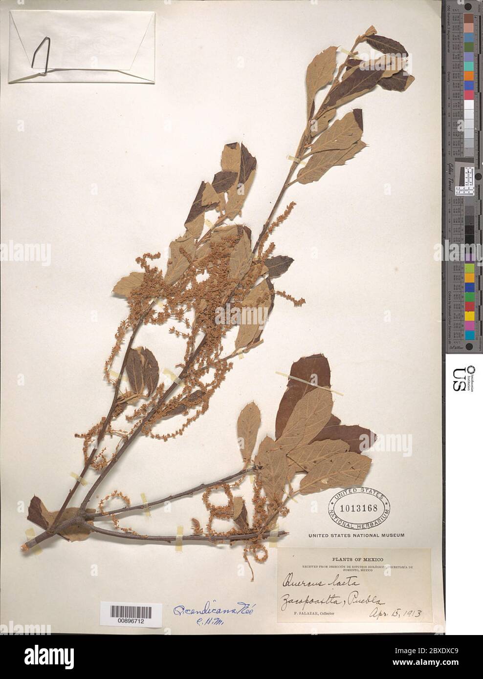 Quercus candicans Ne Quercus candicans Ne Stock Photo - Alamy