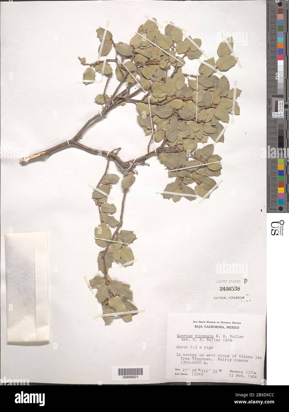 Quercus ajoensis CH Mull Quercus ajoensis CH Mull Stock Photo - Alamy