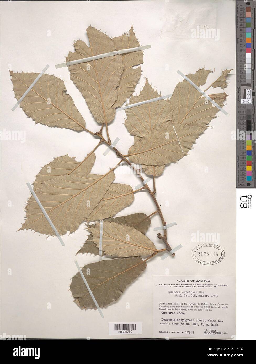 Quercus candicans Ne Quercus candicans Ne Stock Photo - Alamy